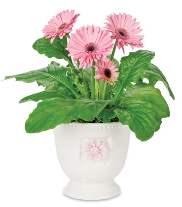 Gerbera Daisy Pot b2218 | Online Plant Shop
