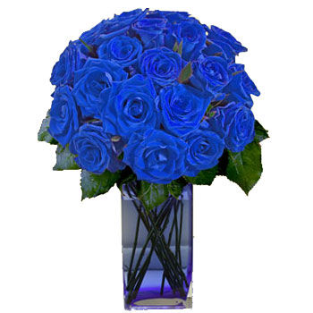 21 Blue Roses In a Vase b2258 | Flower Delivery | Flower Shop